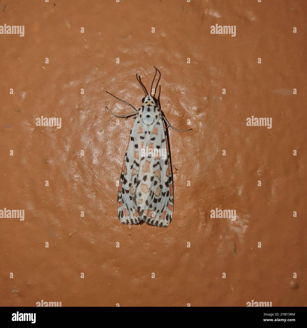 Rattlepod Moths (Utetheisa) Insecta Stock Photo - Alamy