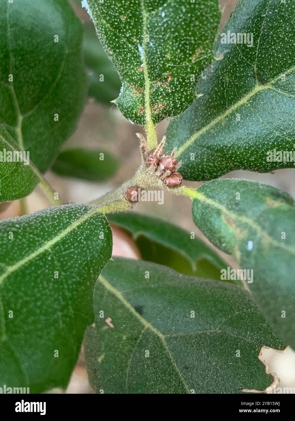 coast live oak (Quercus agrifolia) Plantae Stock Photo - Alamy