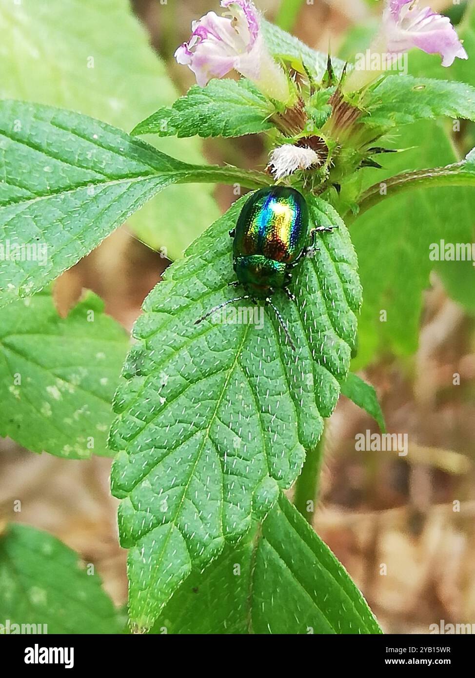 Dead-nettle Leaf Beetle (Fasta fastuosa) Insecta Stock Photo - Alamy