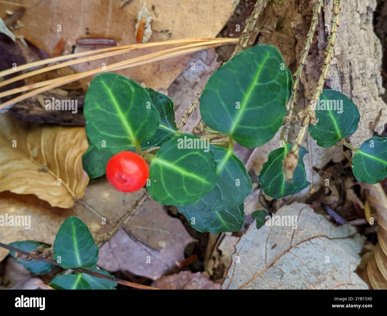 partridgeberry (Mitchella repens) Plantae Stock Photo - Alamy