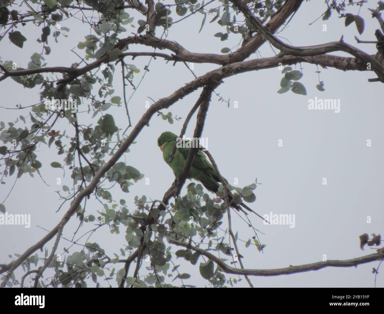 Superb Parrot (Polytelis swainsonii) Aves Stock Photo - Alamy