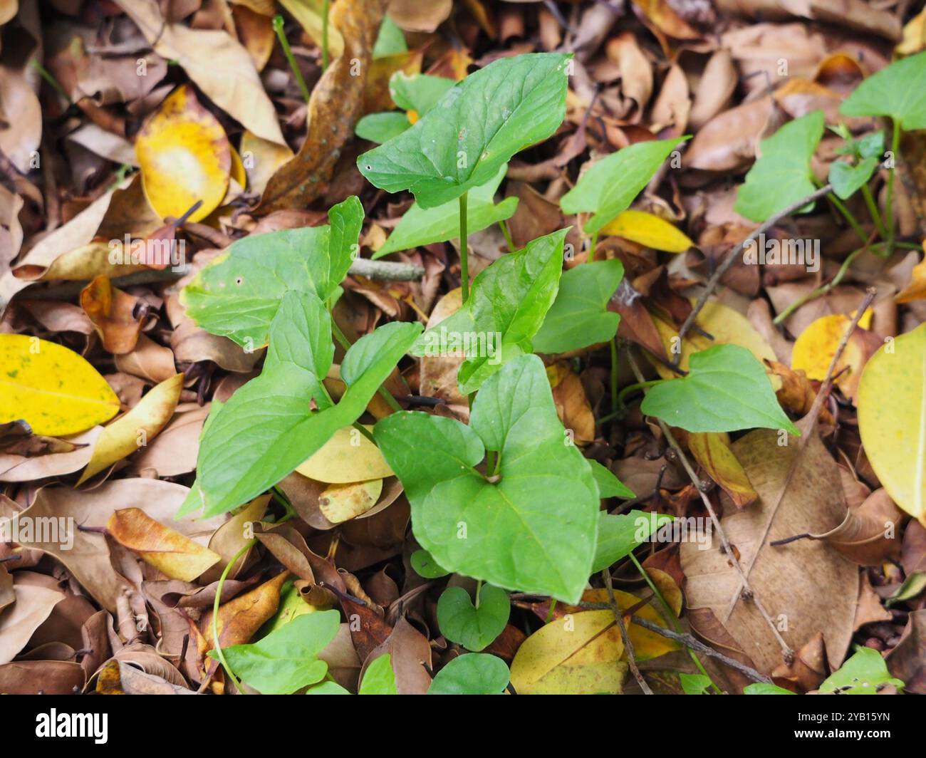 Divaricate Typhonium (Typhonium blumei) Plantae Stock Photo - Alamy