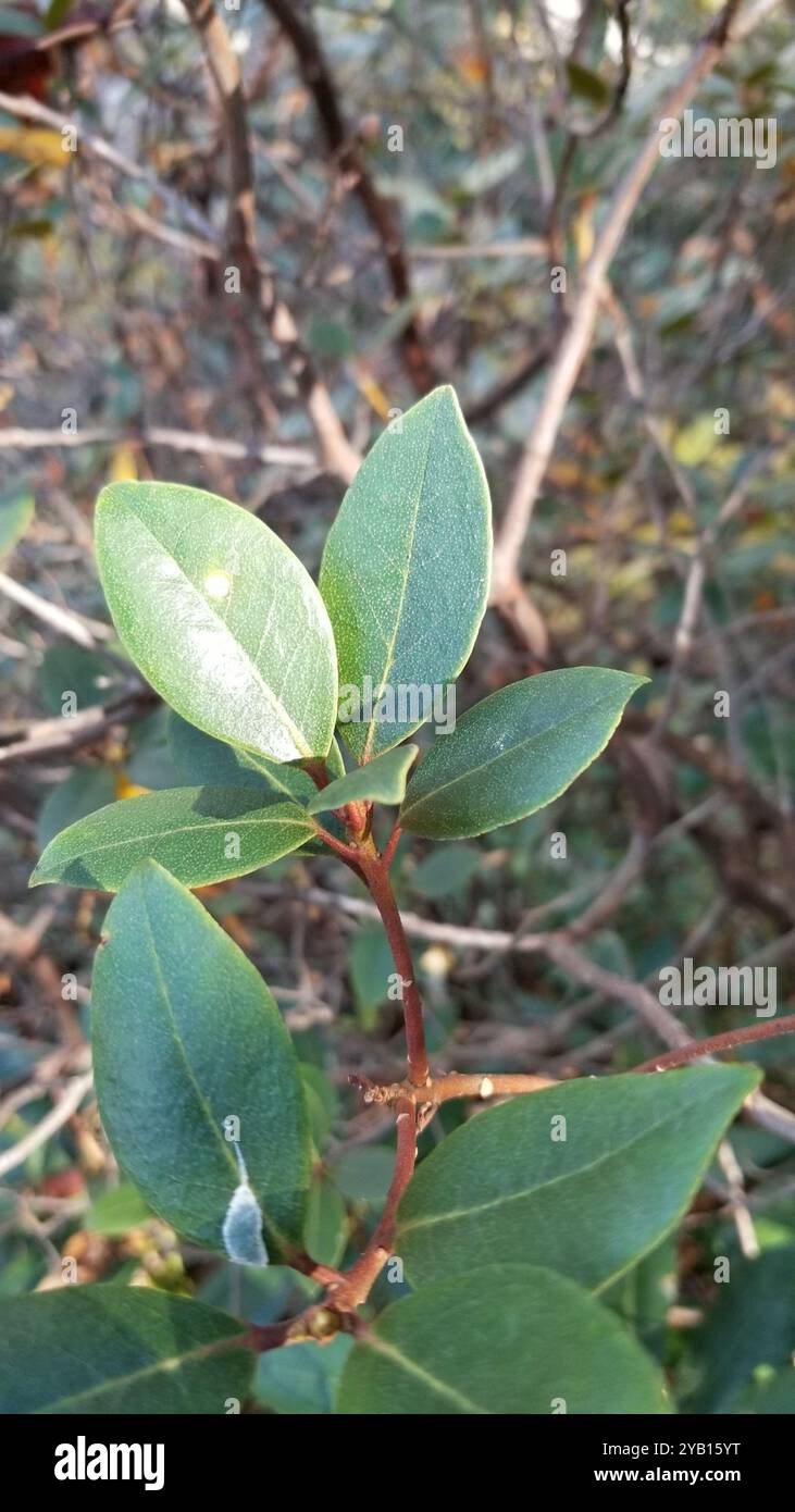 gorge rhododendron (Rhododendron minus) Plantae Stock Photo - Alamy