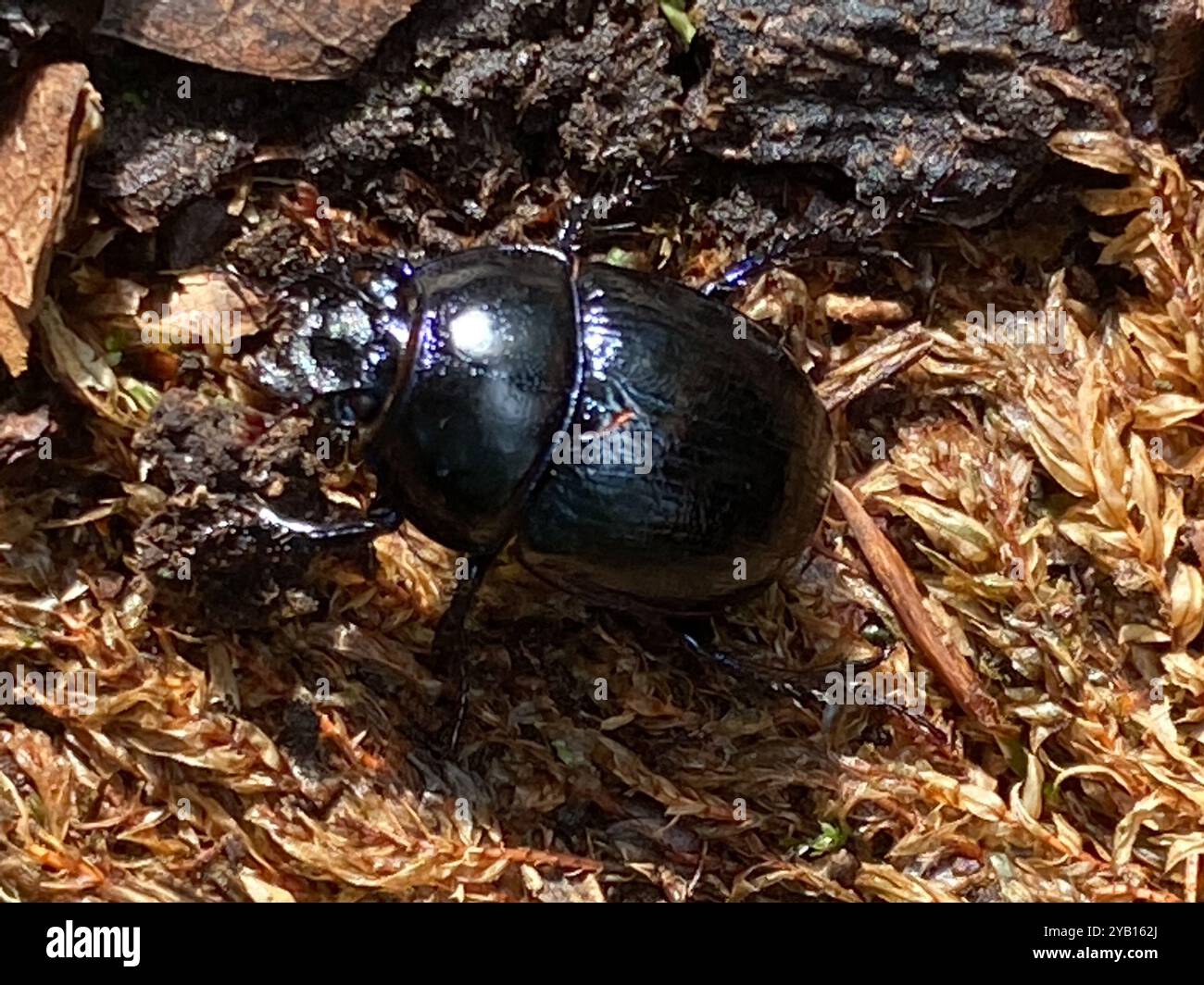 Woodland Dor Beetle (Anoplotrupes stercorosus) Insecta Stock Photo - Alamy