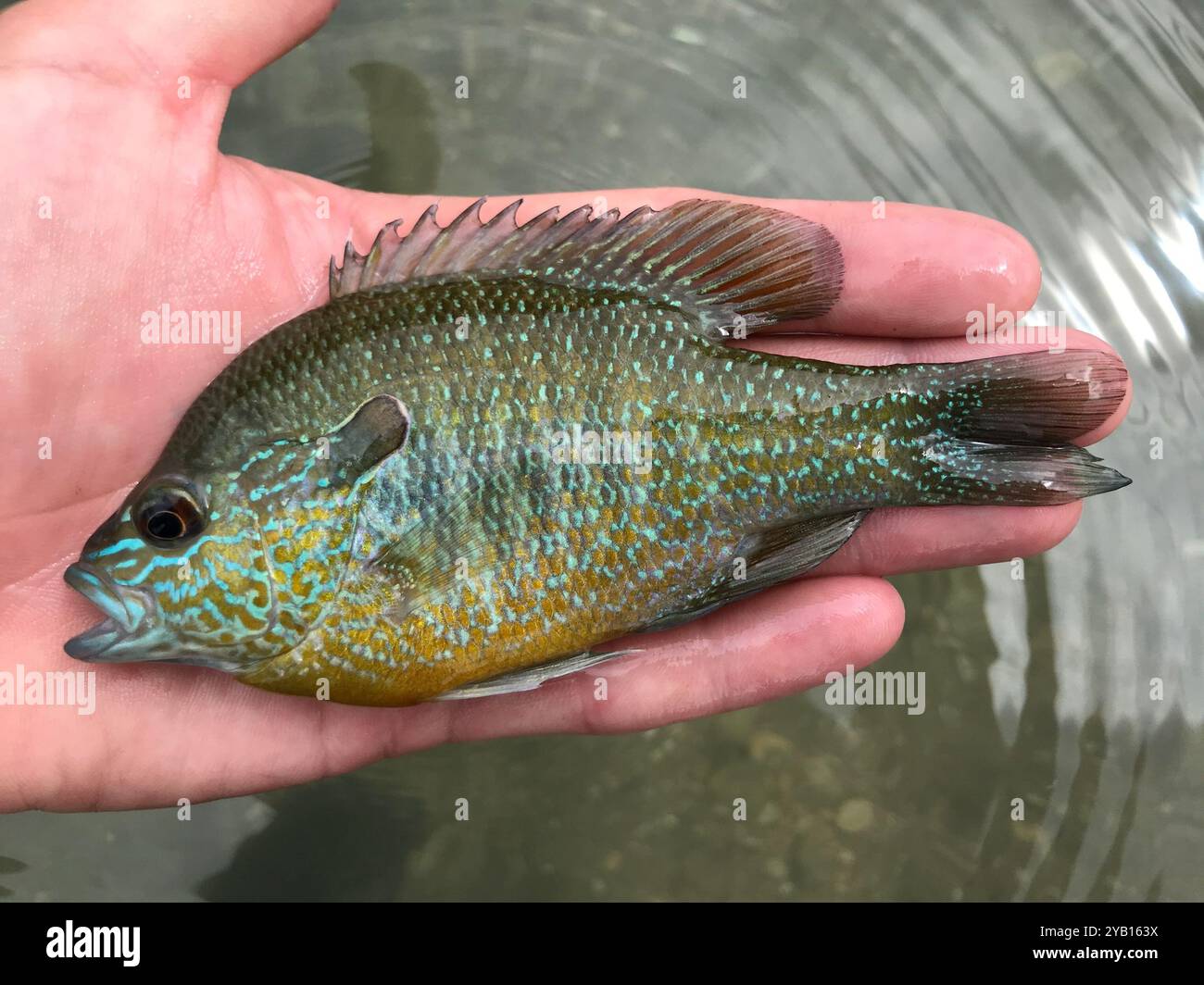 Plains Longear Sunfish (Lepomis aquilensis) Actinopterygii Stock Photo ...