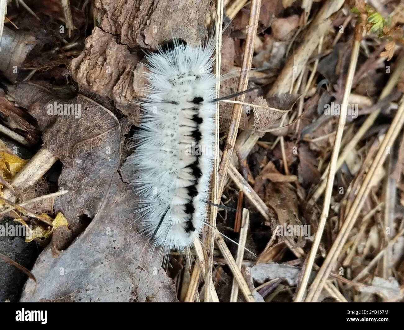 Hickory Tussock Moth (Lophocampa caryae) Insecta Stock Photo - Alamy