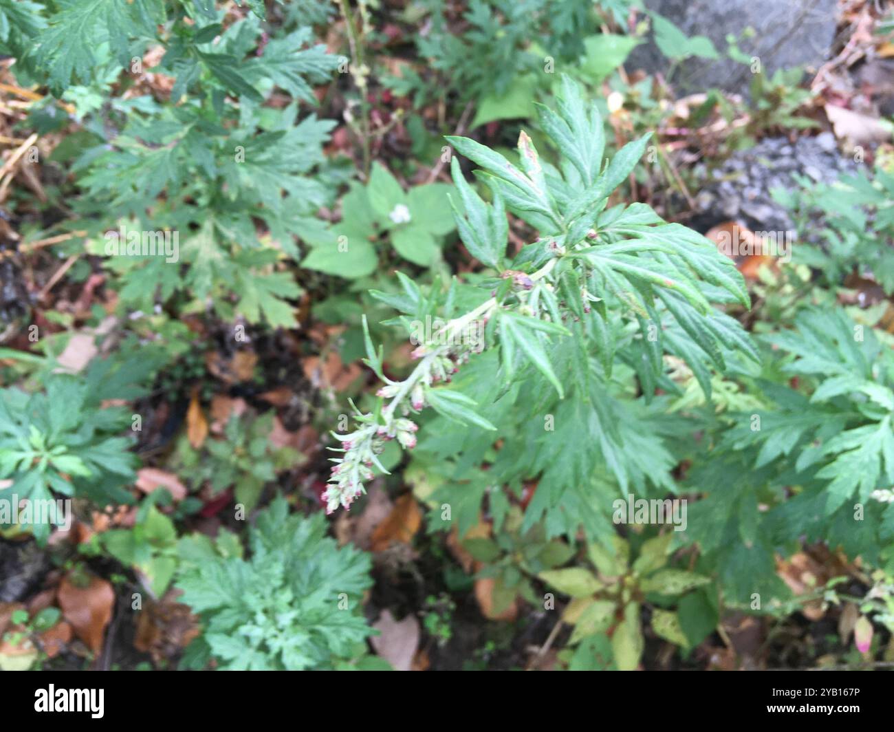 common mugwort (Artemisia vulgaris) Plantae Stock Photo - Alamy