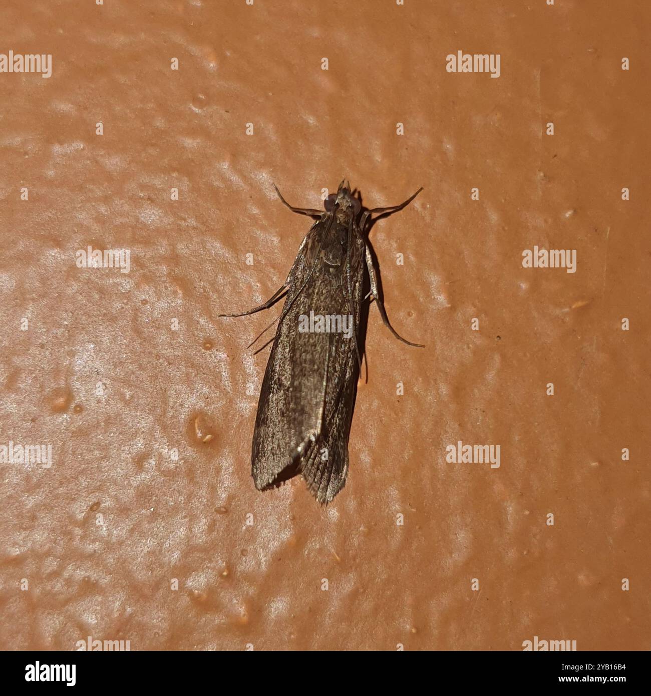 Butterflies and Moths (Lepidoptera) Insecta Stock Photo - Alamy