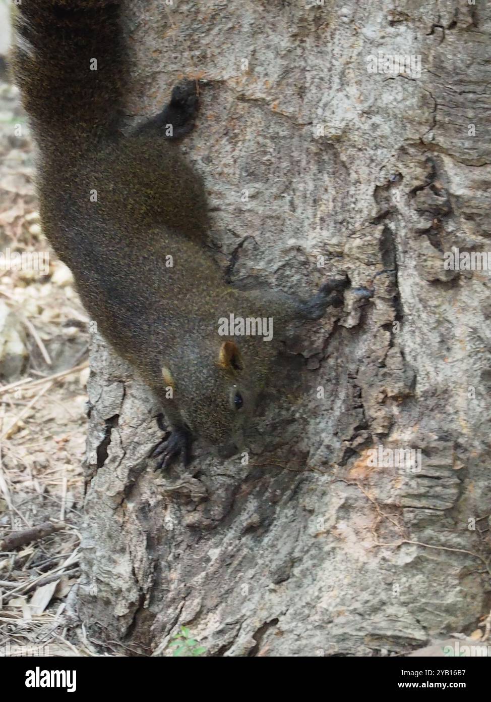 Taiwan Squirrel (Callosciurus erythraeus thaiwanensis) Mammalia Stock ...
