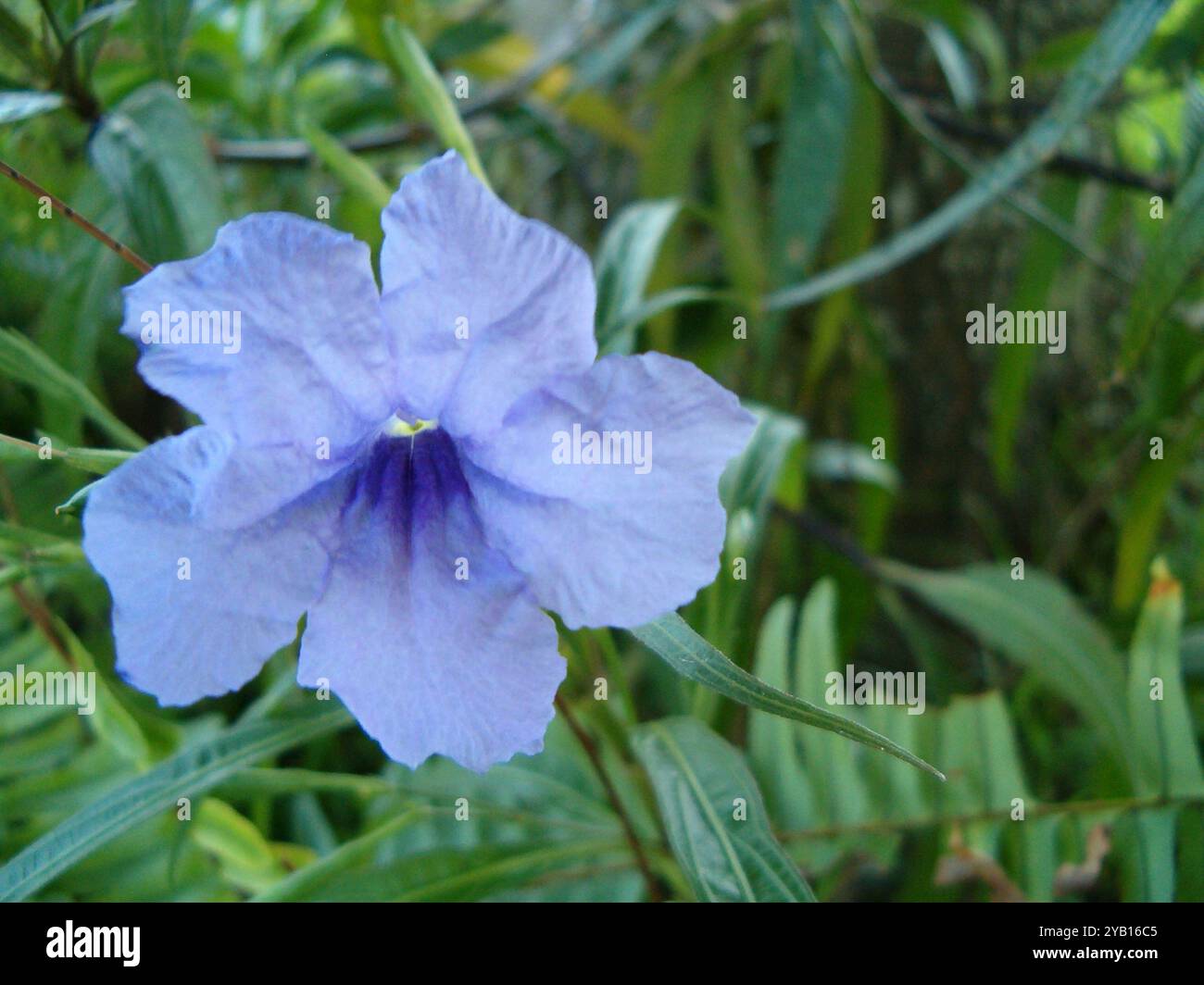 Mexican ruellia (Ruellia simplex) Plantae Stock Photo - Alamy