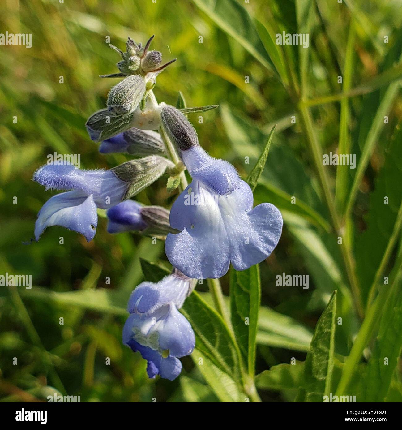 giant blue sage (Salvia azurea) Plantae Stock Photo - Alamy
