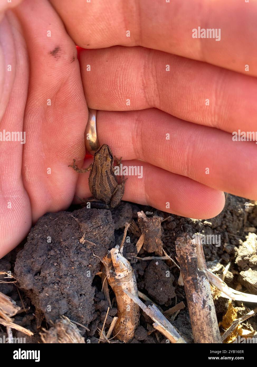 Boreal Chorus Frog (Pseudacris maculata) Amphibia Stock Photo - Alamy