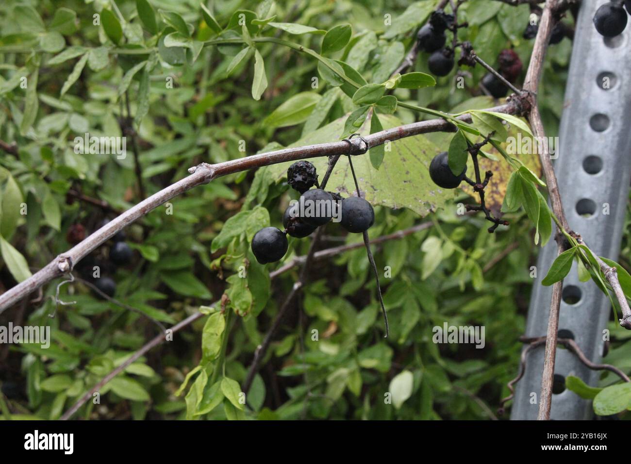 mustang grape (Vitis mustangensis) Plantae Stock Photo - Alamy
