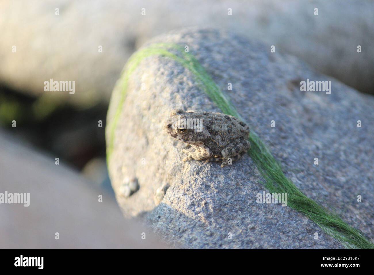 Beaked Toads (Rhinella) Amphibia Stock Photo - Alamy