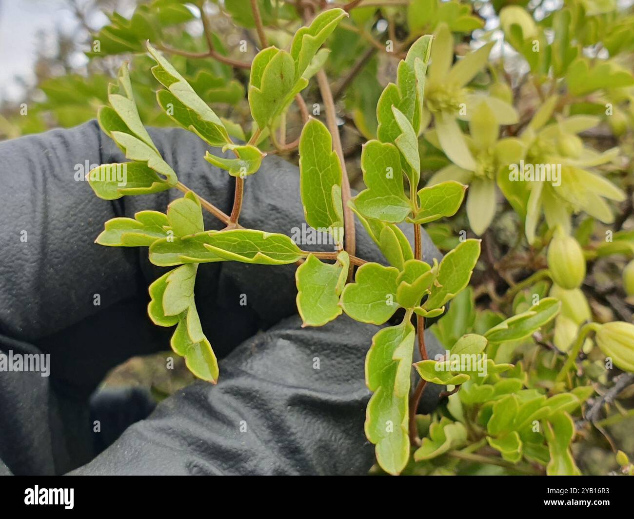 Forster's Clematis (Clematis forsteri) Plantae Stock Photo - Alamy