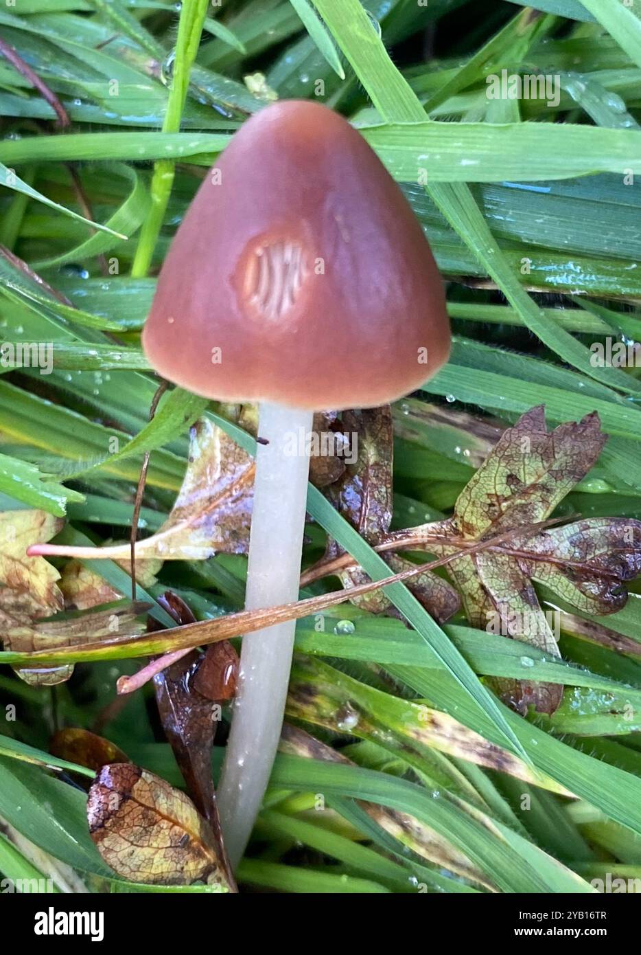 red edge brittlestem (Psathyrella corrugis) Fungi Stock Photo - Alamy