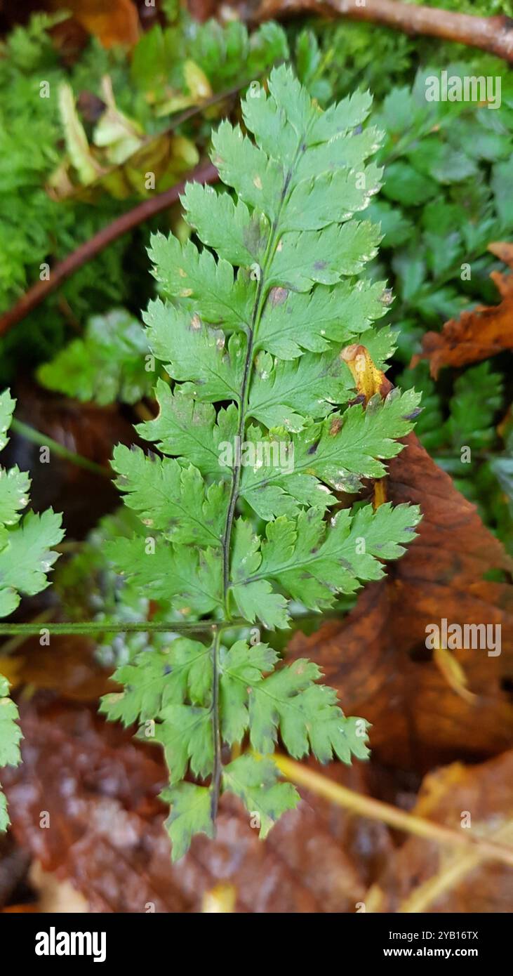 broad buckler-fern (Dryopteris dilatata) Plantae Stock Photo - Alamy
