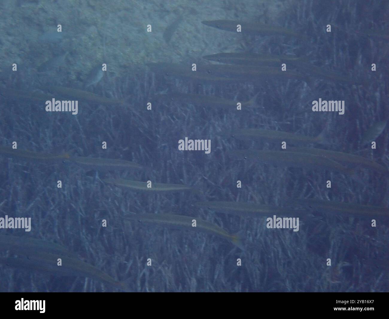 Striped Barracuda (Sphyraena pinguis) Actinopterygii Stock Photo - Alamy