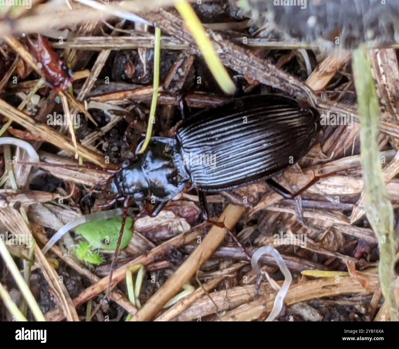 European Gazelle Beetle (Nebria brevicollis) Insecta Stock Photo - Alamy