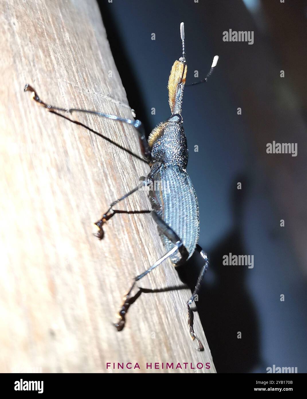 Bearded Weevil (Rhinostomus barbirostris) Insecta Stock Photo - Alamy