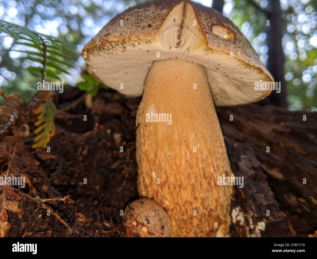 King Bolete (Boletus edulis) Fungi Stock Photo - Alamy