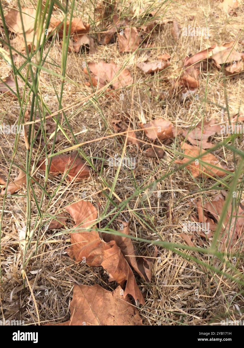 Smilo Grass (Oloptum miliaceum) Plantae Stock Photo - Alamy