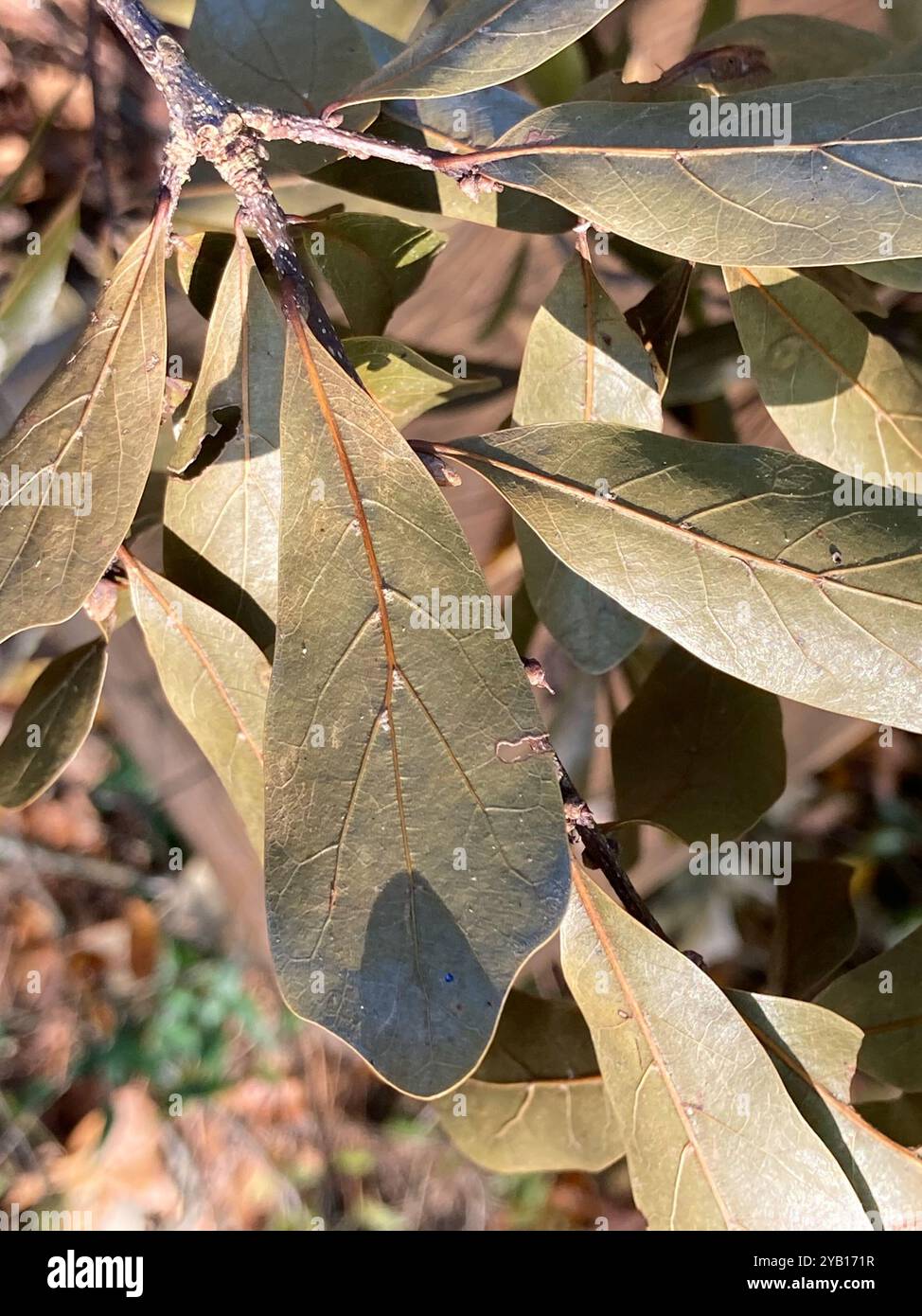 water oak (Quercus nigra) Plantae Stock Photo - Alamy