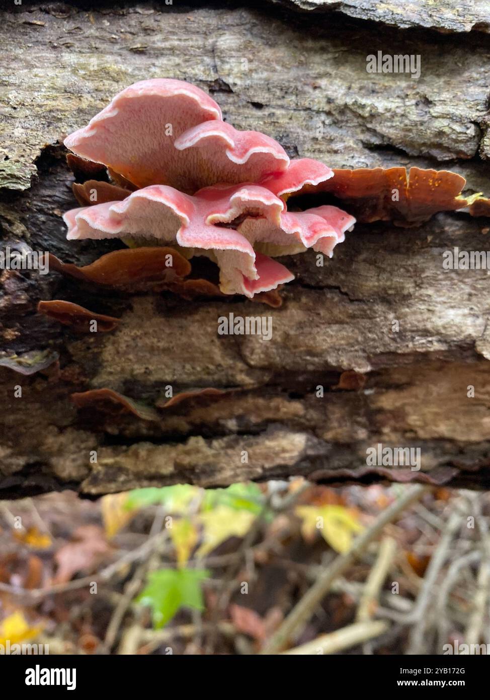 Coral-pink Merulius (Phlebia incarnata) Fungi Stock Photo - Alamy