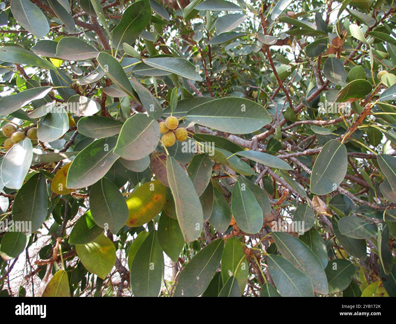 Common Wild Fig (Ficus burkei) Plantae Stock Photo - Alamy