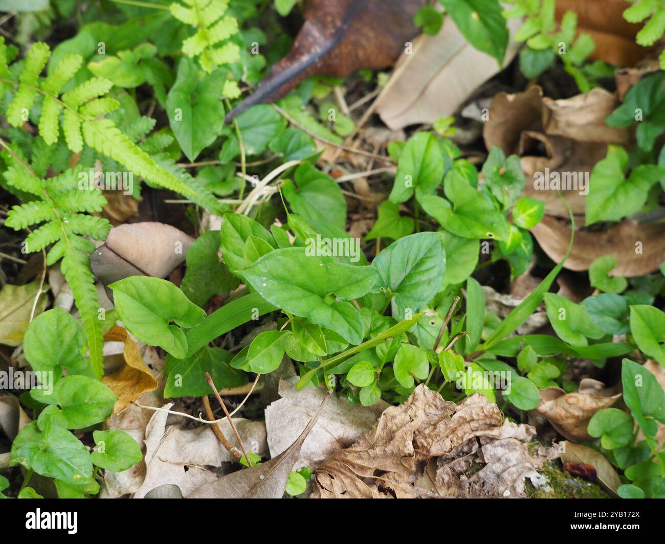 Divaricate Typhonium (Typhonium blumei) Plantae Stock Photo - Alamy