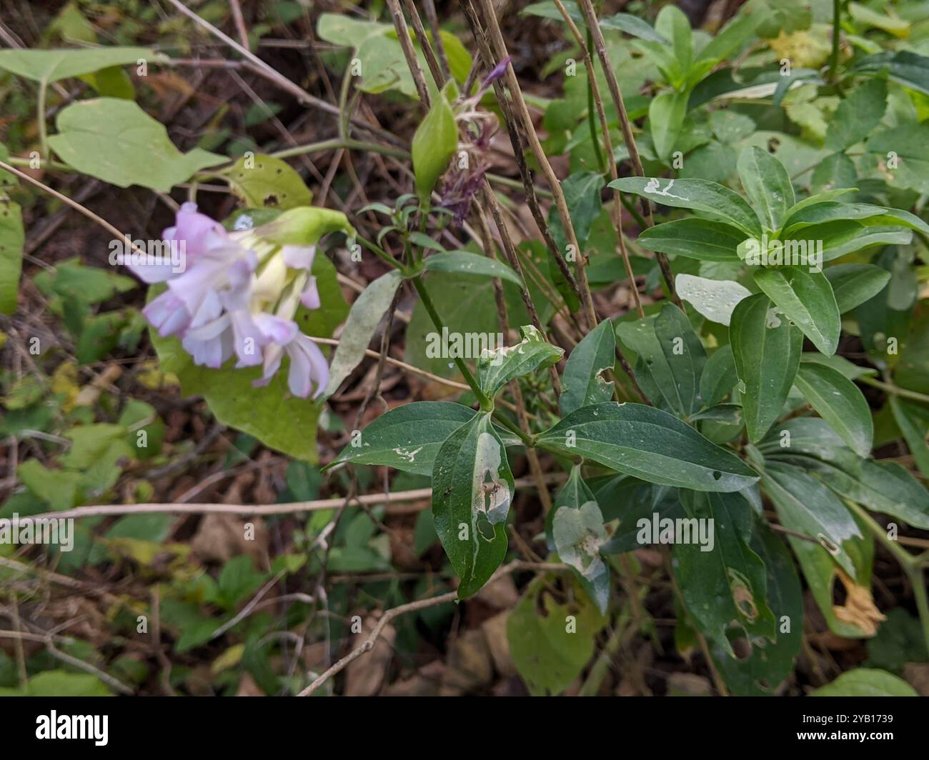 common soapwort (Saponaria officinalis) Plantae Stock Photo - Alamy