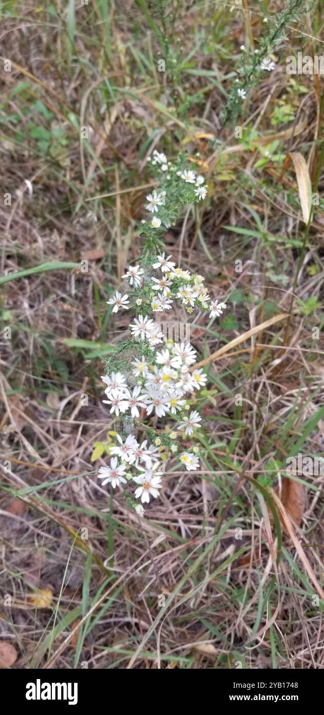 white heath aster (Symphyotrichum ericoides) Plantae Stock Photo - Alamy