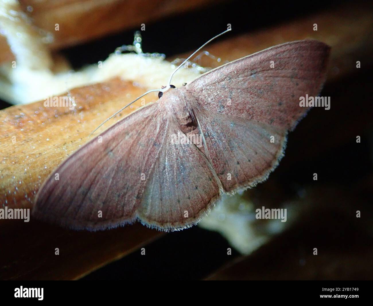 Geometer Moths (Geometridae) Insecta Stock Photo - Alamy