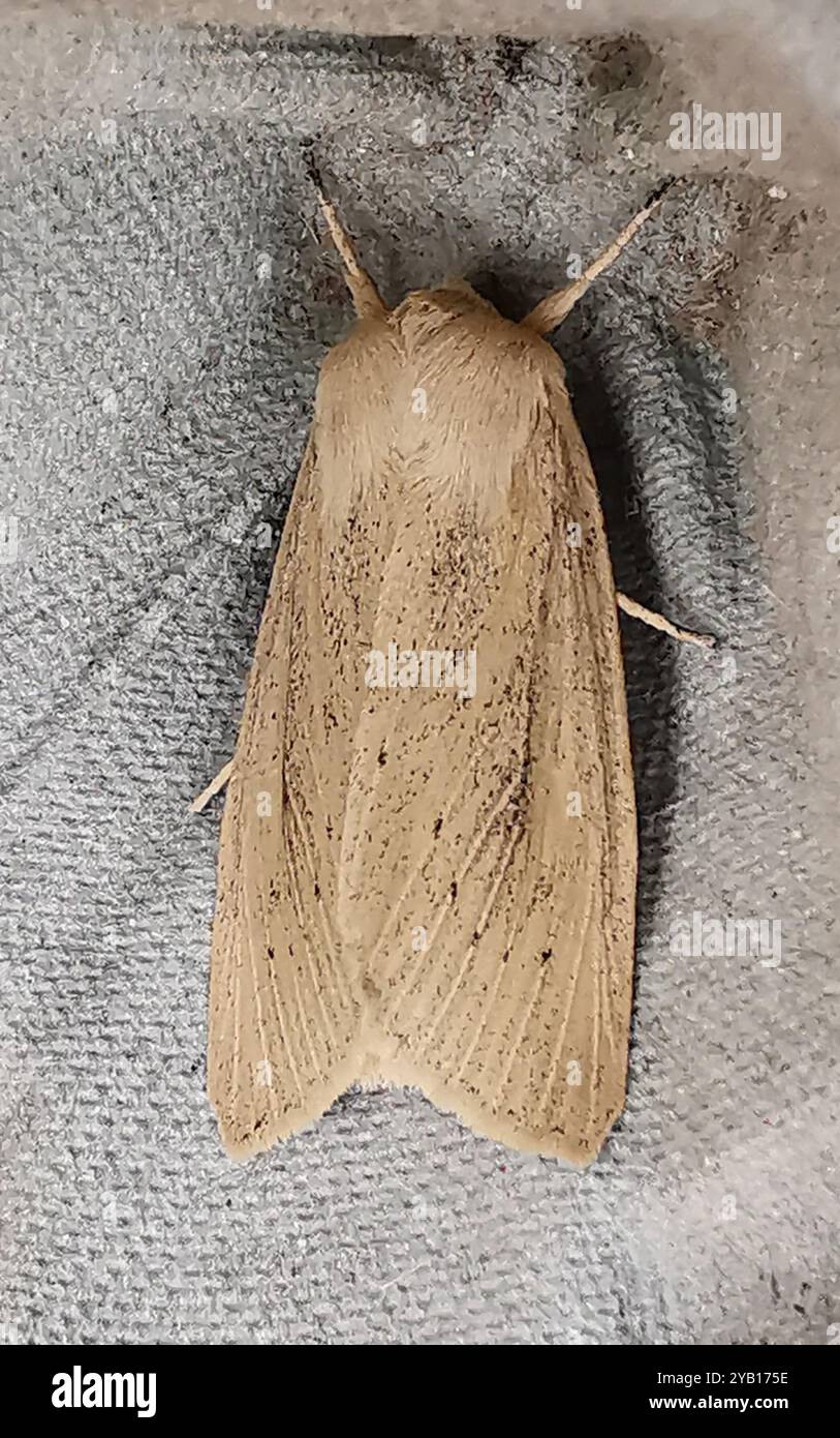 Large Wainscot Moth (Rhizedra lutosa) Insecta Stock Photo - Alamy
