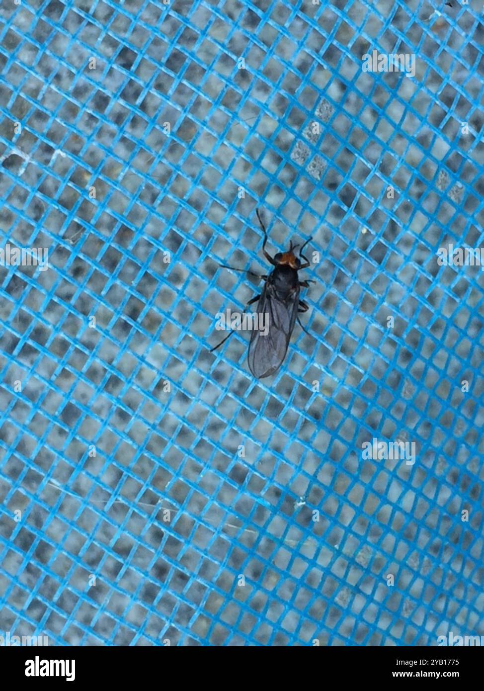 Sugarcane Soldier Fly (Inopus rubriceps) Insecta Stock Photo - Alamy