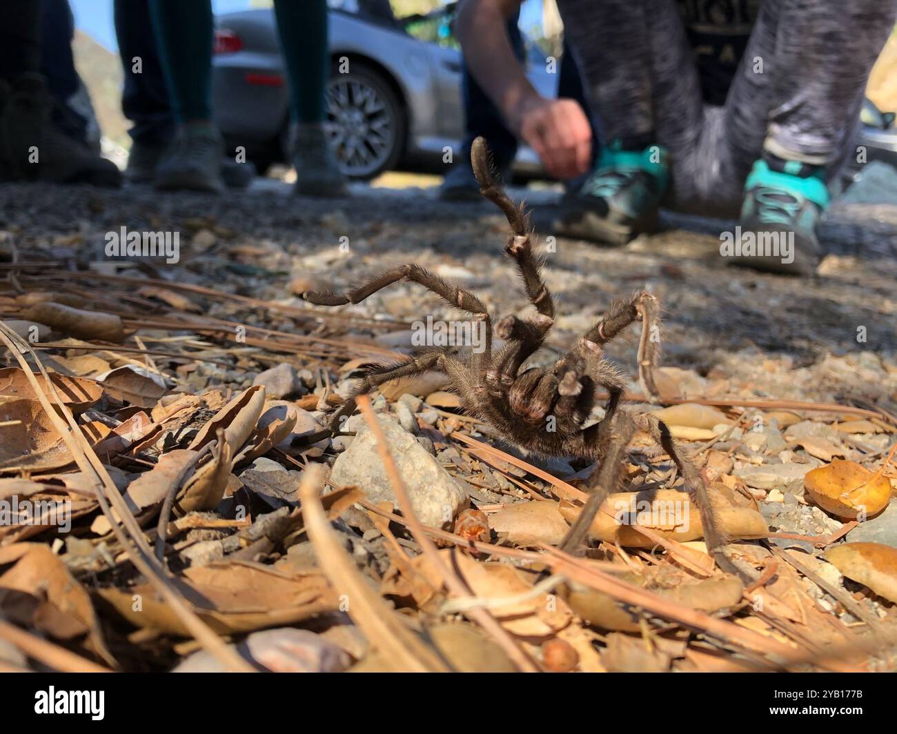 Desert Tarantula (Aphonopelma iodius) Arachnida Stock Photo - Alamy