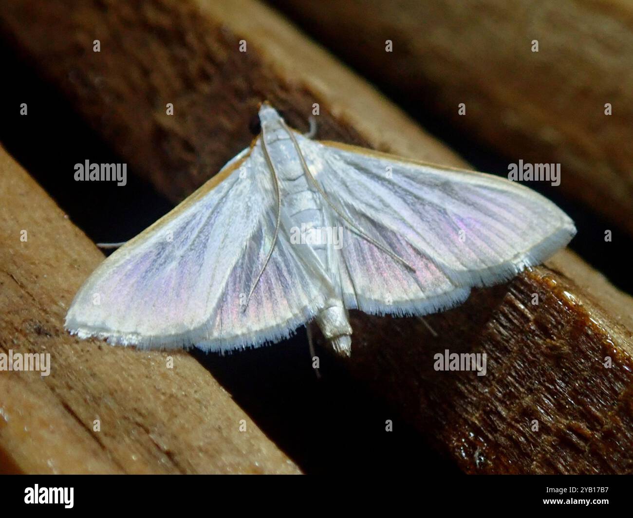 Pearl Moths (Spilomelinae) Insecta Stock Photo - Alamy