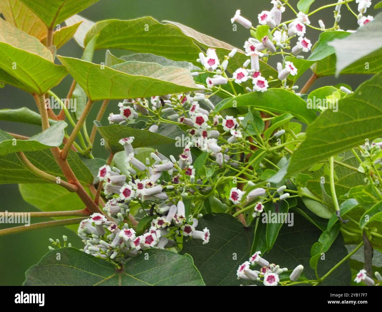 skunk vine (Paederia foetida) Plantae Stock Photo - Alamy