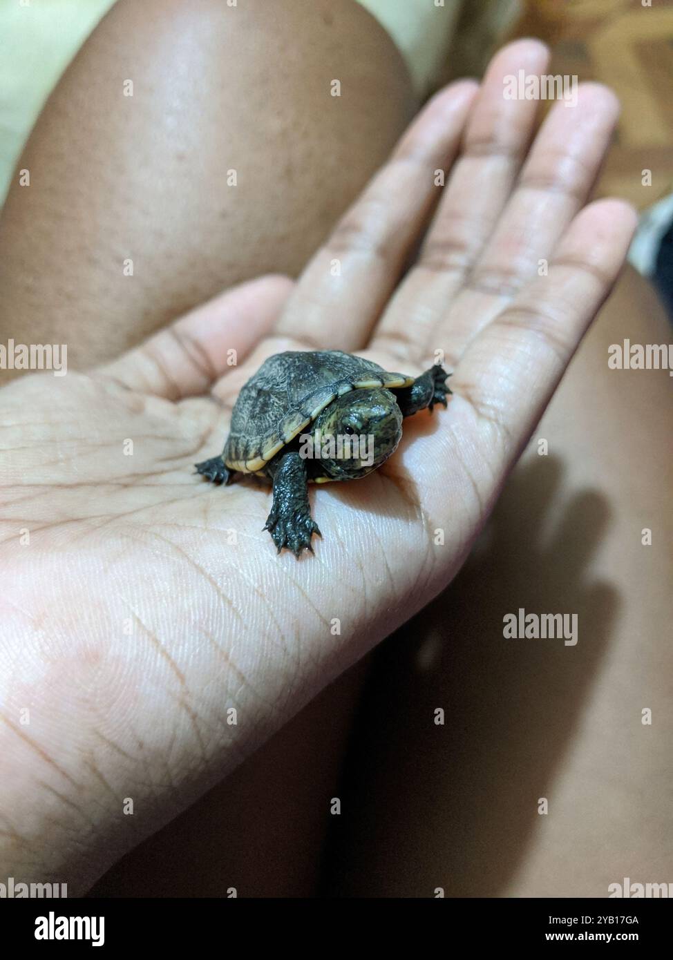 Scorpion Mud Turtle (Kinosternon scorpioides) Reptilia Stock Photo - Alamy
