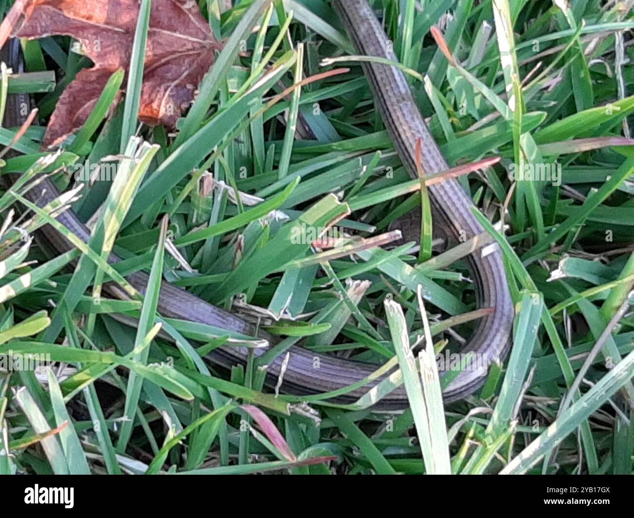 Eastern Glass Lizard (Ophisaurus ventralis) Reptilia Stock Photo - Alamy