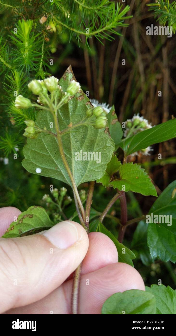 Crofton Weed (Ageratina adenophora) Plantae Stock Photo - Alamy