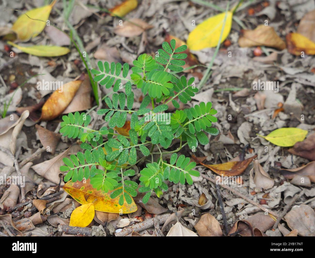 Chamberbitter (Phyllanthus urinaria) Plantae Stock Photo - Alamy