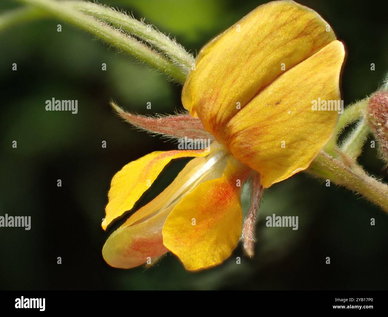 Showy Pigeonpea (Cajanus scarabaeoides) Plantae Stock Photo - Alamy
