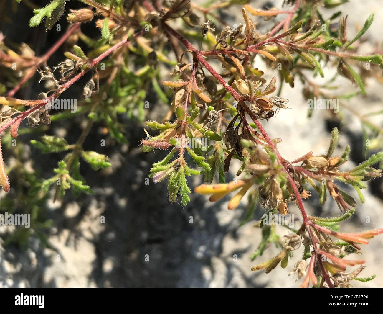 Obi-Wan conobea (Leucospora multifida) Plantae Stock Photo - Alamy