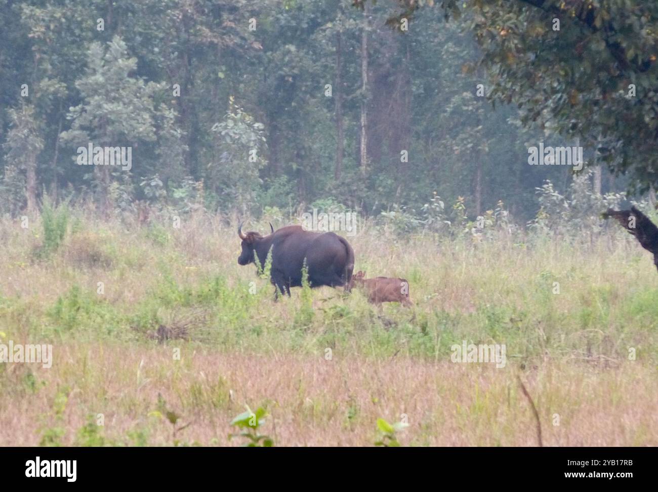 Gaur (Bos gaurus) Mammalia Stock Photo - Alamy