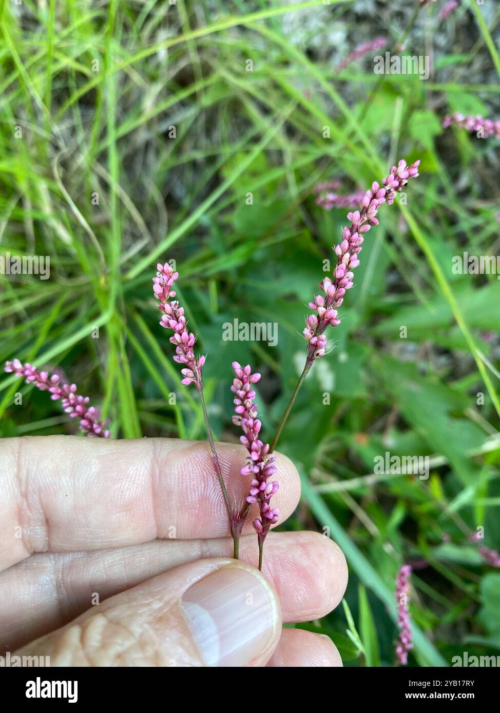 low smartweed (Persicaria longiseta) Plantae Stock Photo - Alamy