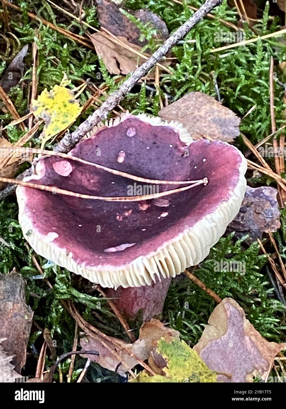 Primrose Brittlegill (Russula sardonia) Fungi Stock Photo - Alamy