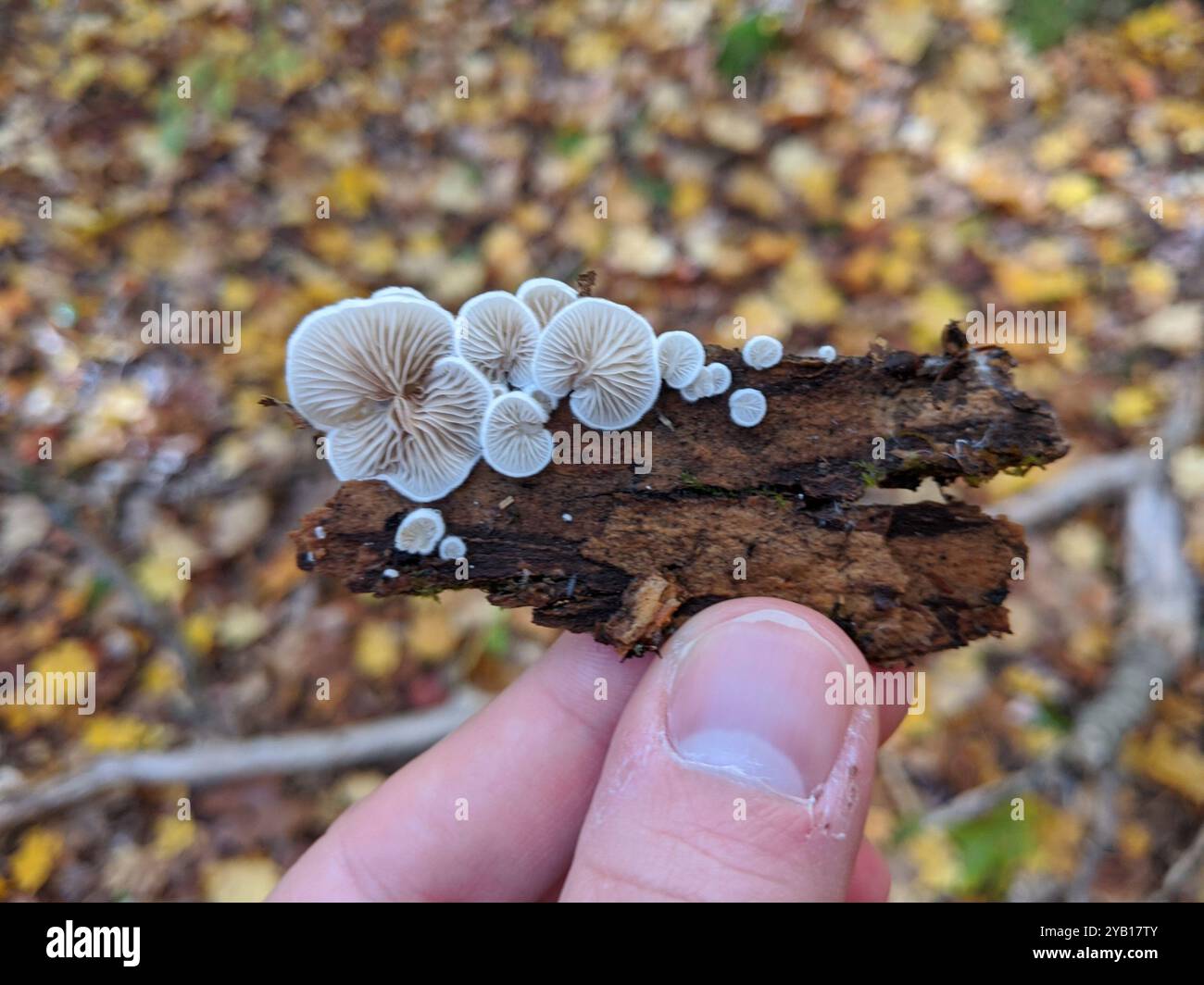 Variable Oysterling (Crepidotus variabilis) Fungi Stock Photo - Alamy