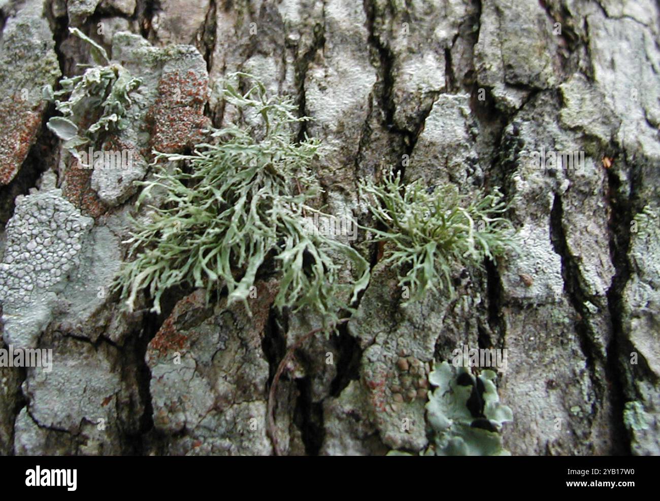 bushy lichens (Ramalina) Fungi Stock Photo - Alamy