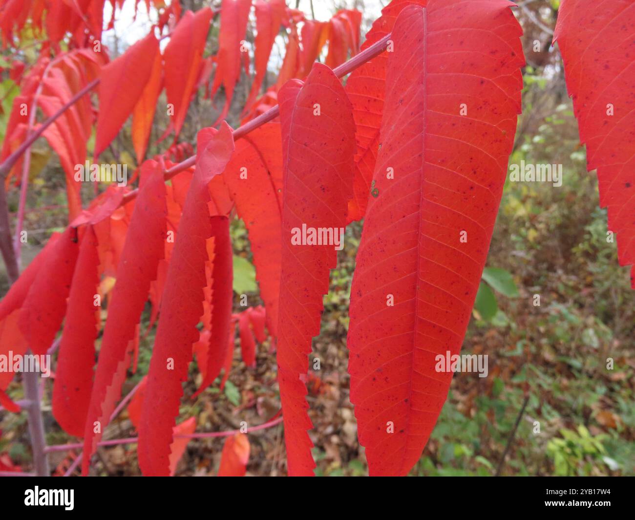 smooth sumac (Rhus glabra) Plantae Stock Photo - Alamy